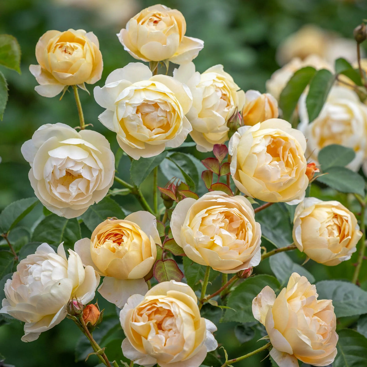 ダナヒュー 鉢苗 - Dannahue Potted (Ausa6b15) – David Austin Roses Japan