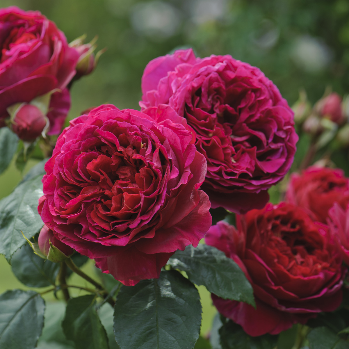 ヒースクリフ鉢苗 - Heathcliff (Ausnipper) – David Austin Roses Japan
