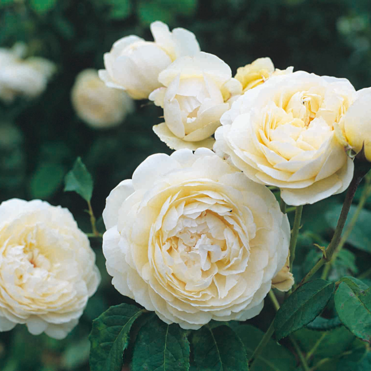 ウィンダミア - Windermere (Aushomer) – David Austin Roses Japan