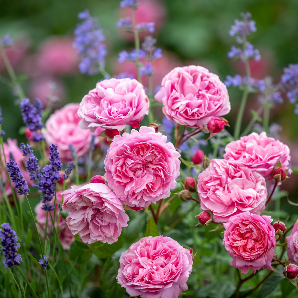 ペネロピ・ライヴリー 鉢苗 - Penelope Lively Potted (Ausb18a15) – David Austin Roses ...