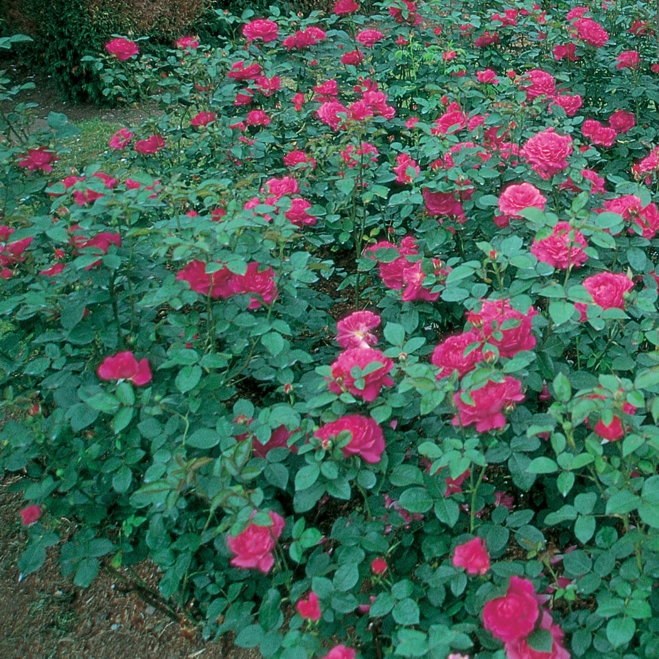 ノーブル・アントニー裸苗 - Noble Antony (Ausway) – David Austin Roses Japan