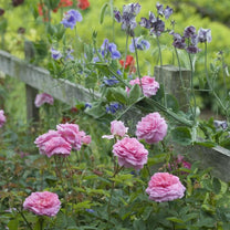 ザ・メイフラワー 鉢苗 - The Mayflower Potted (Austilly) – David Austin Roses Japan