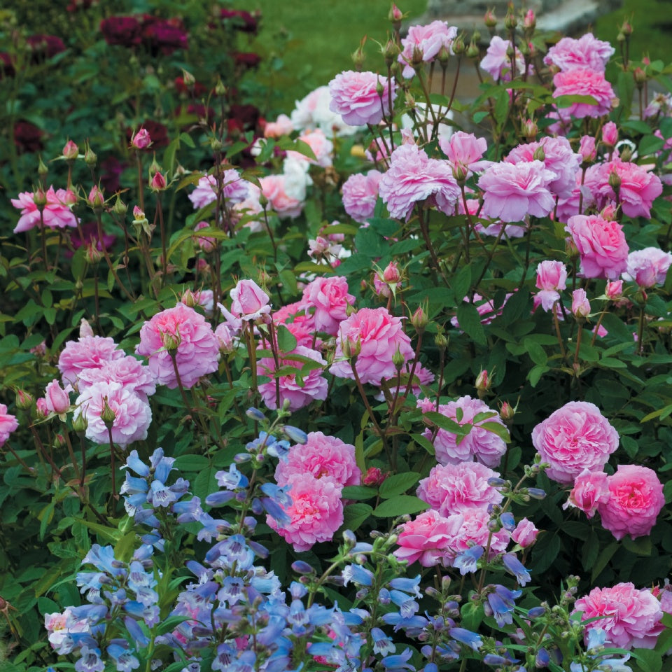 ザ・メイフラワー裸苗 - The Mayflower (Austilly) – David Austin Roses Japan