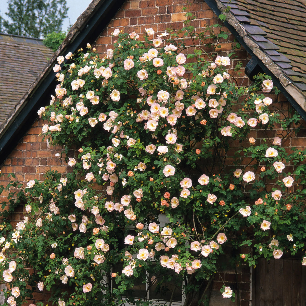 シュロップシャー・ラス 裸苗 - Shropshire Lass – David Austin Roses Japan