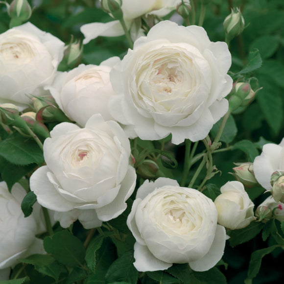 商品 – David Austin Roses Japan