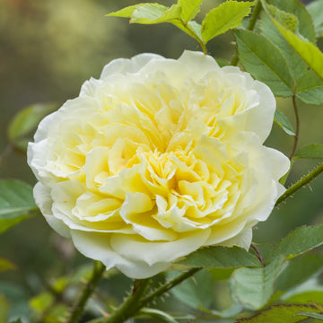 新品種 – David Austin Roses Japan