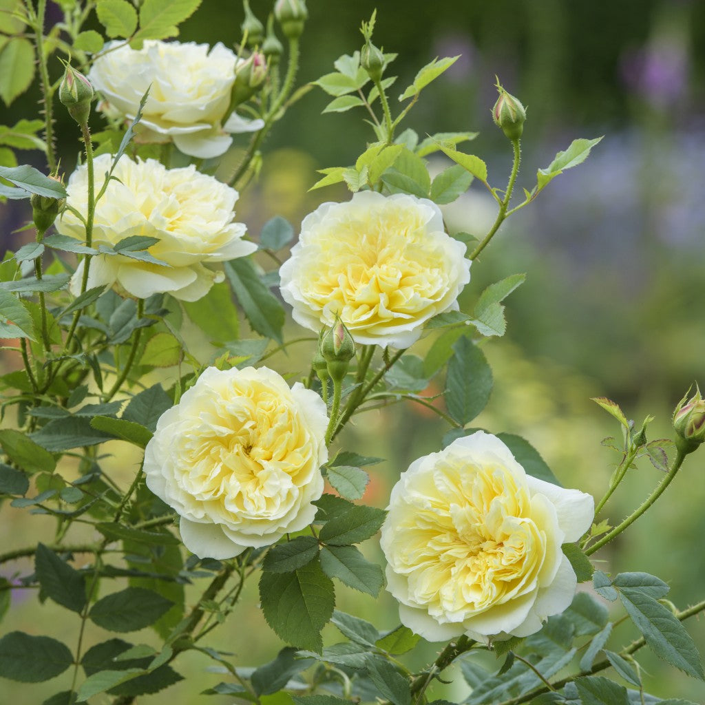 ザ・カントリー・パーソン 鉢苗 - The Country Parson Potted (Ausclergy) – David Austin ...