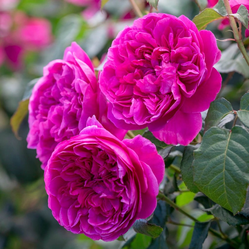 ジェームズ・L. オースチン鉢苗 - James L. Austin Potted (Auspike) – David Austin ...